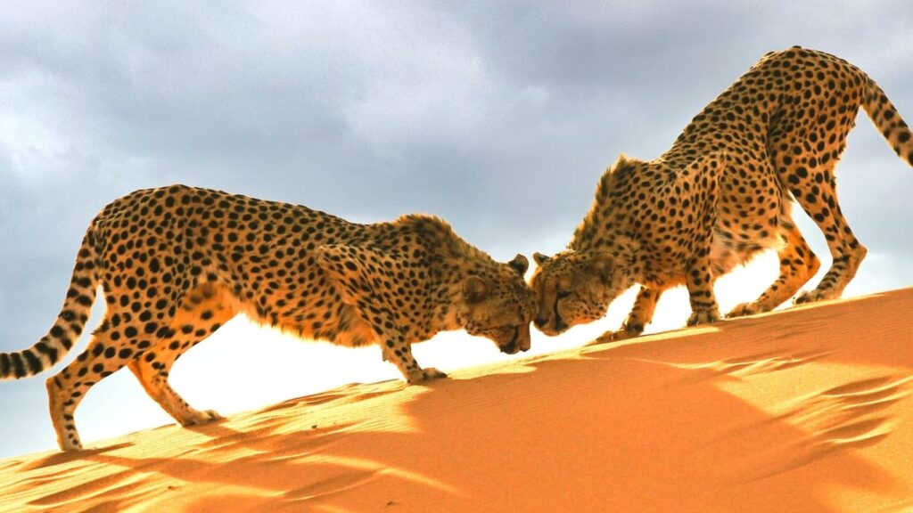 Disney Plus Begin: para que serve e como utilizar passo a passo