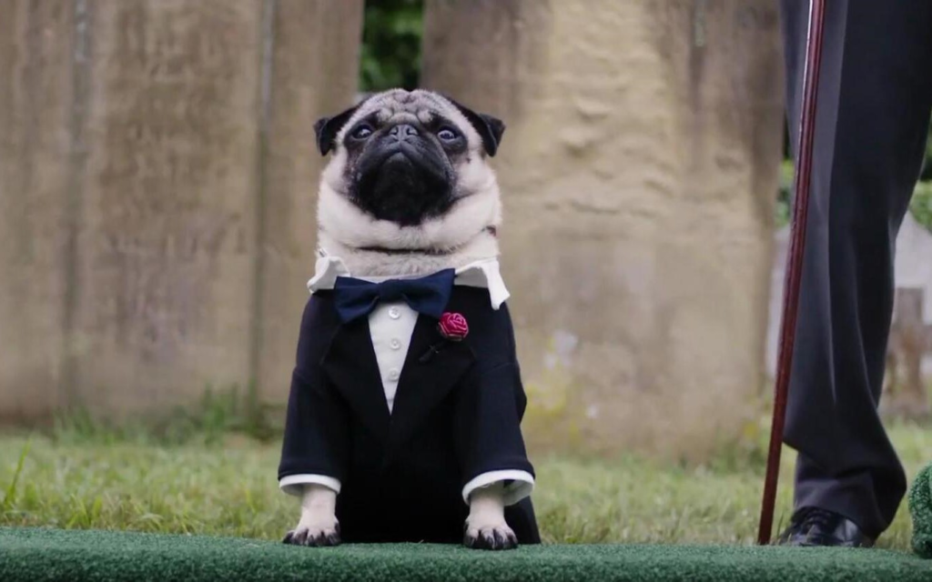 Patrick: qual é a raça do cachorro do filme?