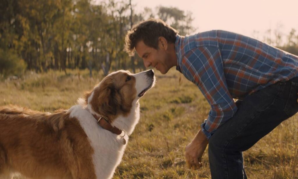 Filmes de cachorro na Netflix: os 10 melhores em 2024