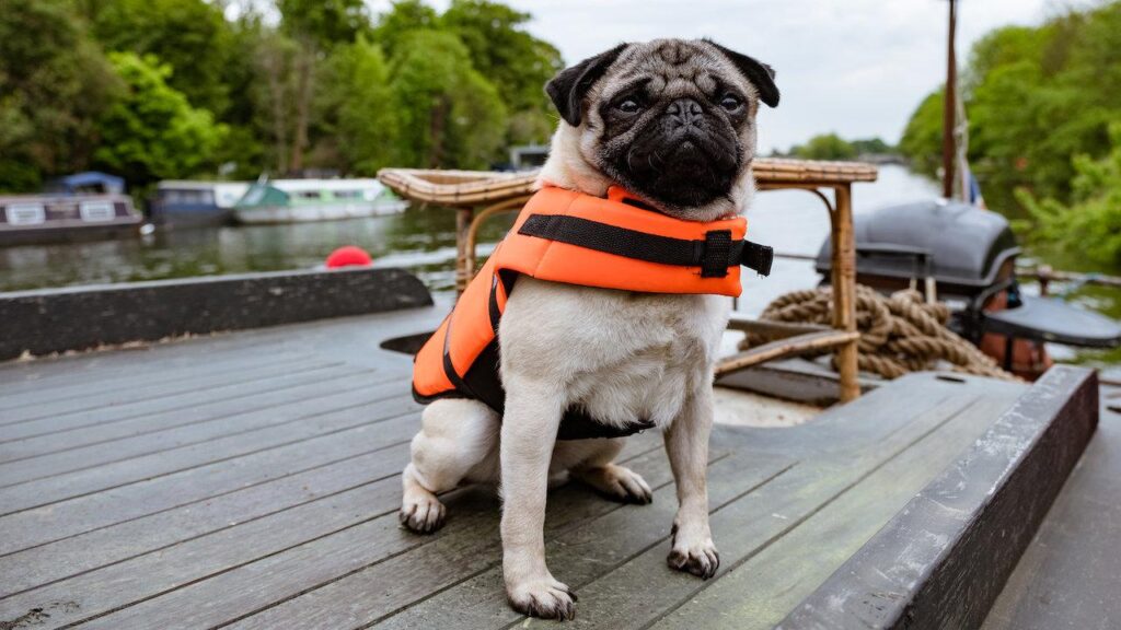 Patrick: cachorro morre no final do filme?